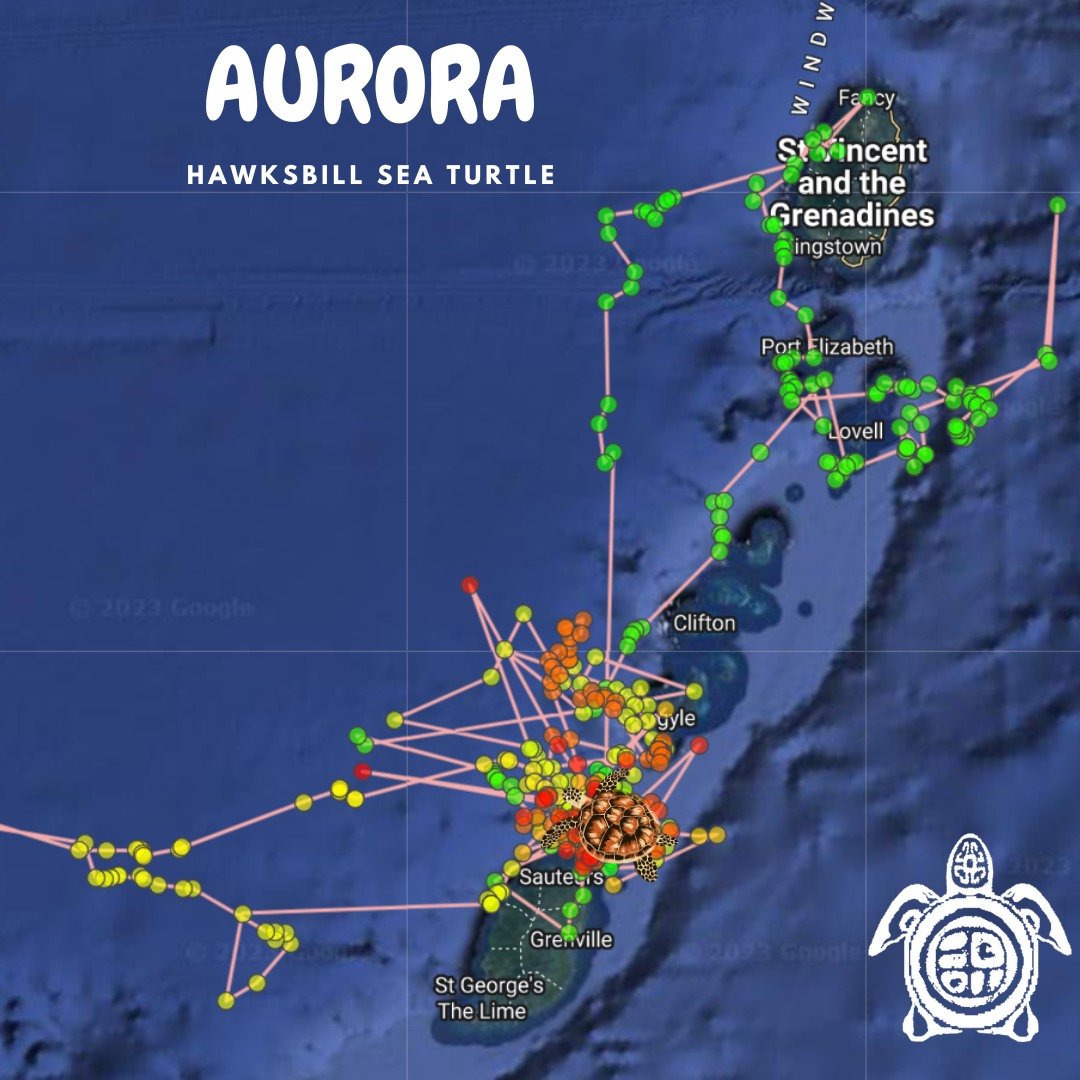 Turtles Released with Satellite Tags! - OMEF